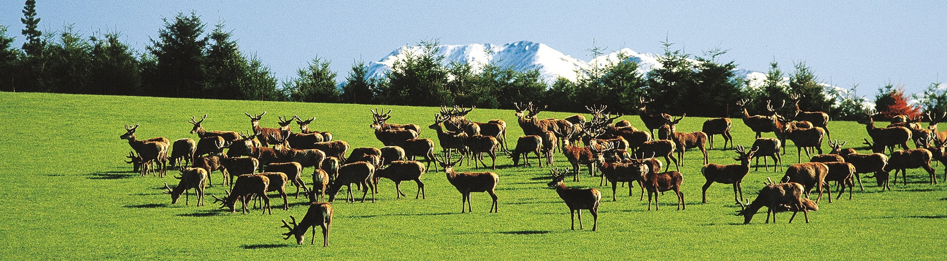 NZVel | Premium New Zealand Deer Antler Velvet | Deer Velvet NZ – NZVEL